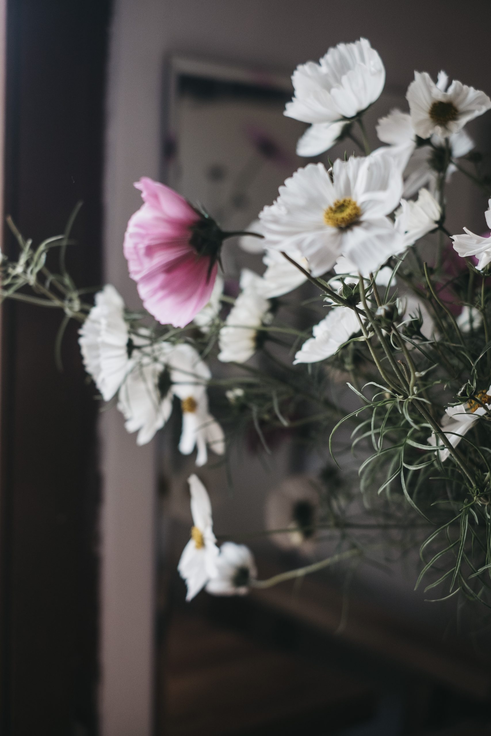 Erna Primula - Blumen & Saatgut für Schwäbisch Hall und deutschlandweit